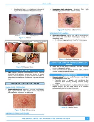 [TRANS] HES 029 - Lecture 3 (The Integumentary System).pdf