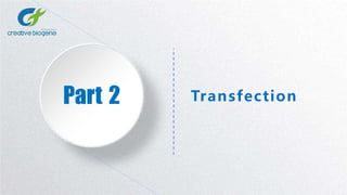Transient transfection protocol | PPTX | Genetics | Science