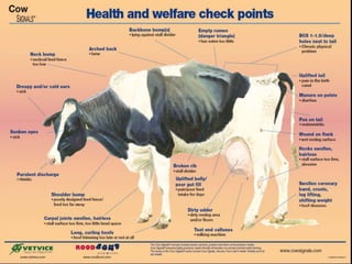 Transition Cow Observation | PPTX