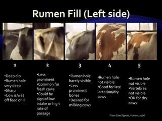 Transition Cow Observation | PPTX