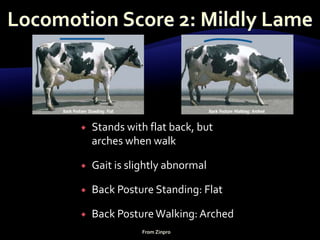 Transition Cow Observation | PPTX