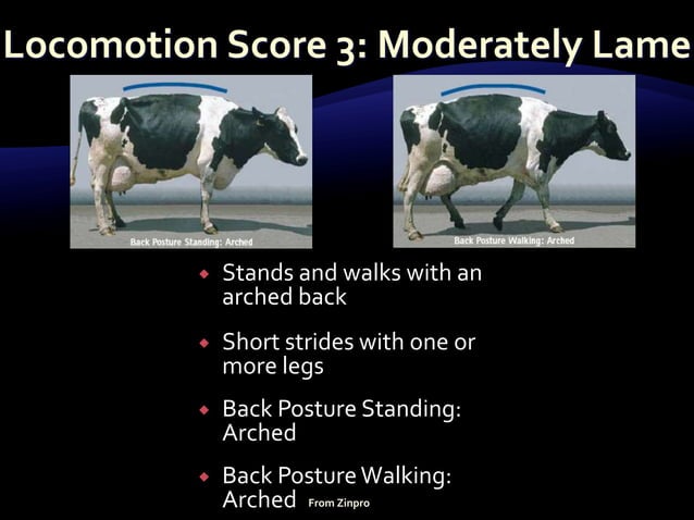 Transition Cow Observation | PPTX