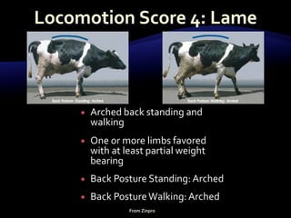Transition Cow Observation | PPTX