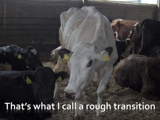 Transition Cow Observation | PPTX