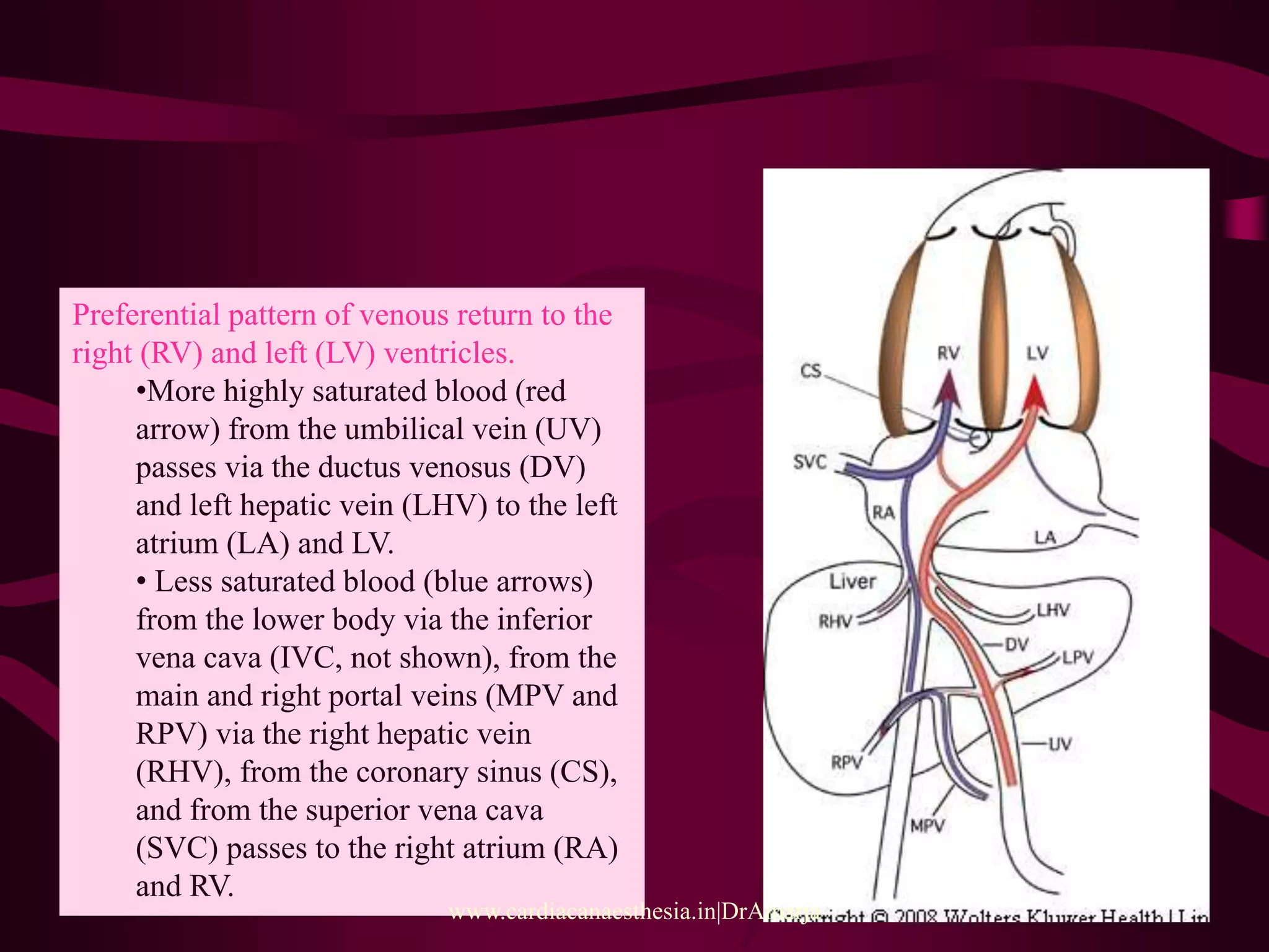 Transitional circulation | PPSX
