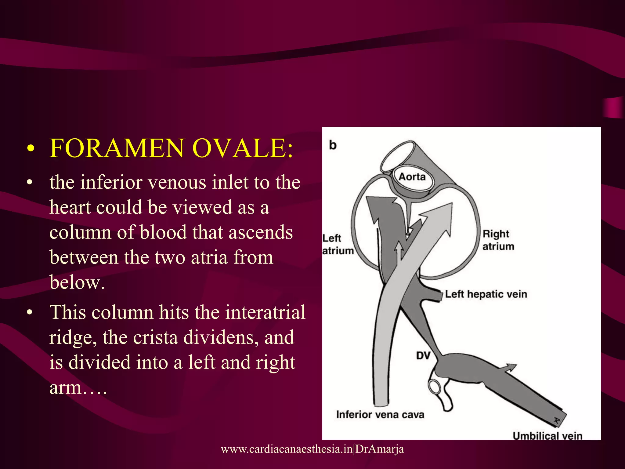 Transitional circulation | PPSX