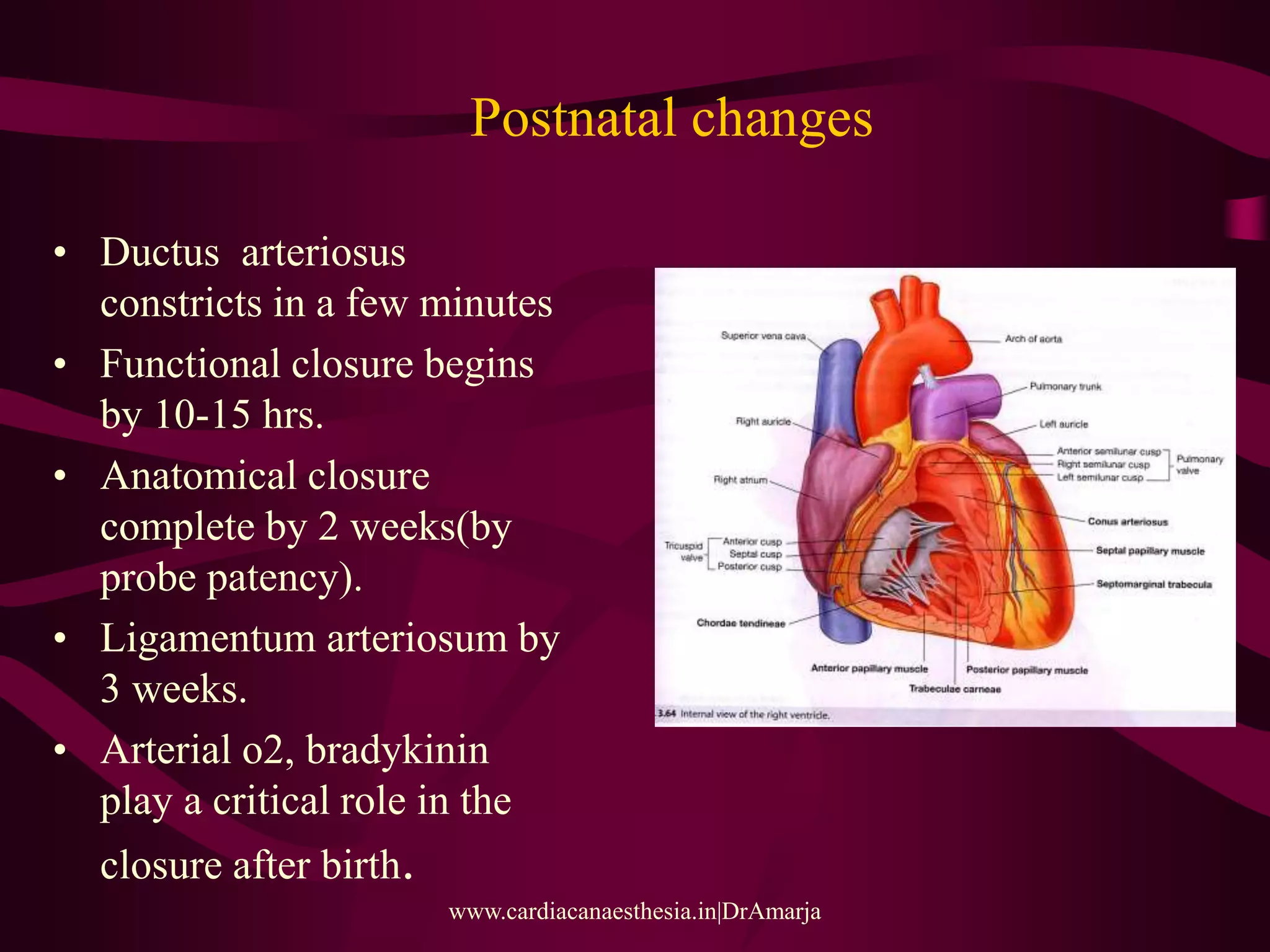 Transitional circulation | PPSX
