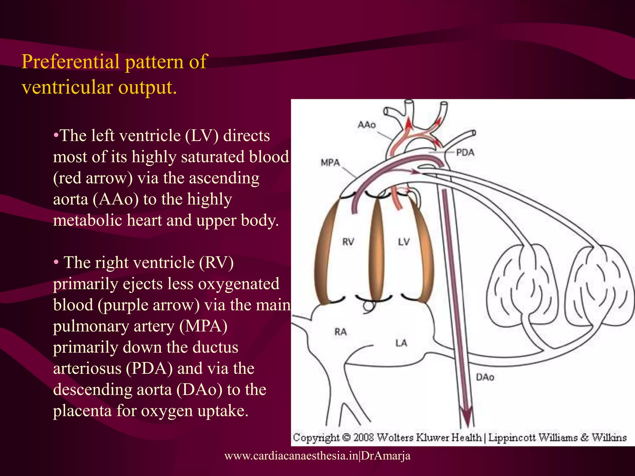 Transitional circulation | PPSX