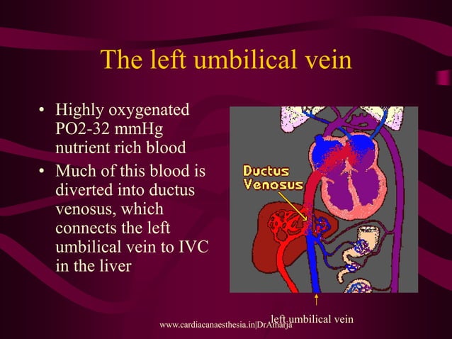 Transitional circulation | PPSX