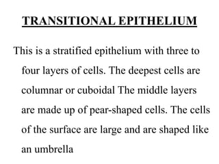 Transitional epithelium.pptx
