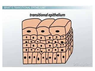 Transitional Epithelium Diagram