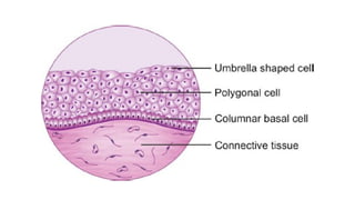 Transitional epithelium - Histology aspects | PPTX