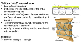 Transitional epithelium - Histology aspects | PPTX