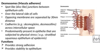 Transitional epithelium - Histology aspects | PPTX