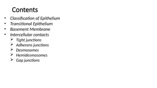 Transitional epithelium - Histology aspects | PPTX