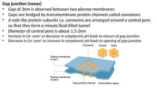 Transitional epithelium - Histology aspects | PPTX