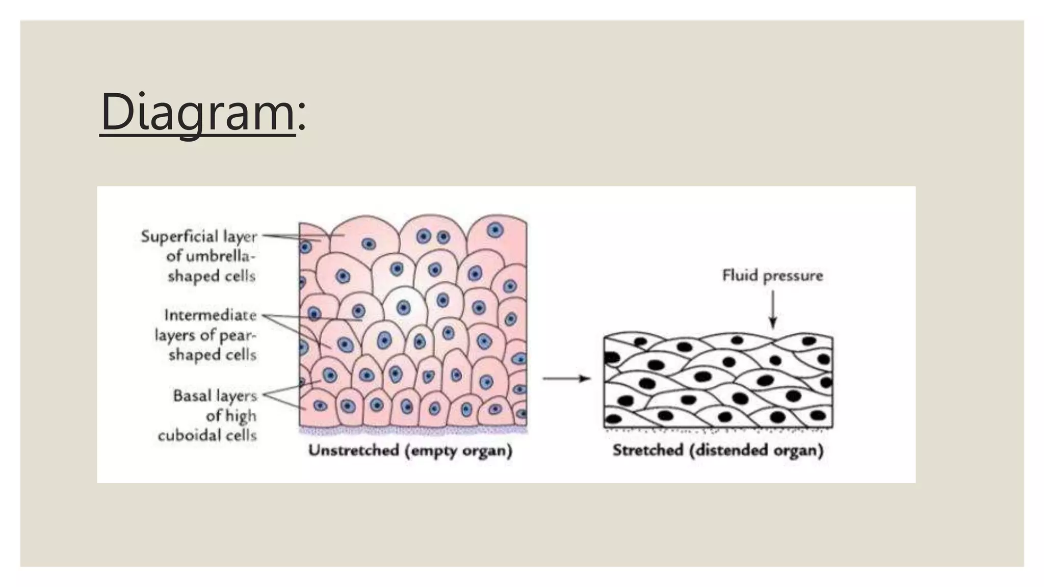 Transitional epithelium-SN.pptx