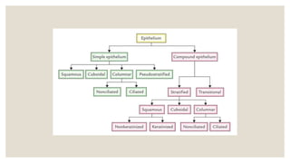 Transitional epithelium-SN.pptx