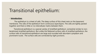 Transitional epithelium-SN.pptx