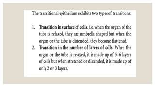 Transitional epithelium-SN.pptx