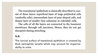 Transitional epithelium-SN.pptx
