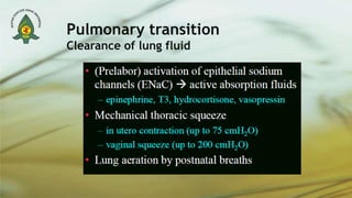 To T Transition at Birth for Health Care Workers.ppt