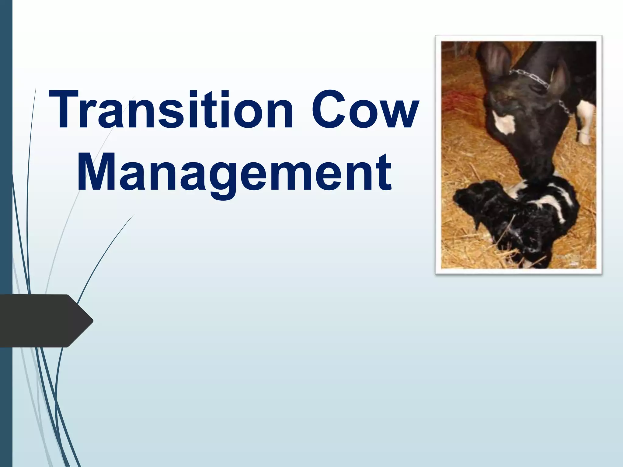 Transition cow management | PPTX