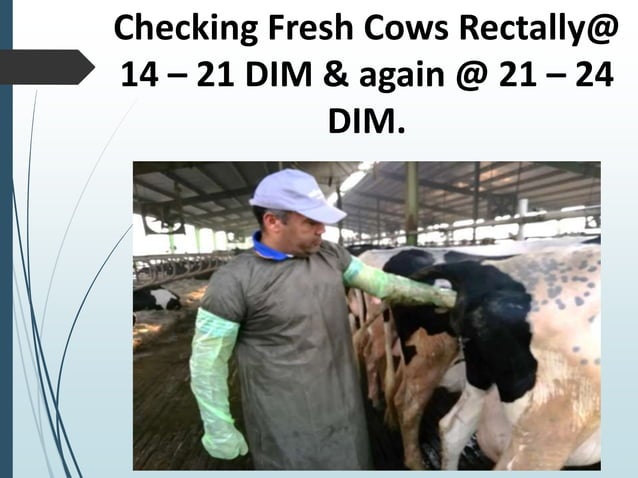 Transition cow management | PPTX