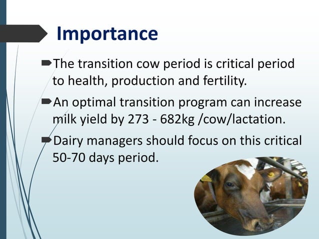 Transition cow management | PPTX