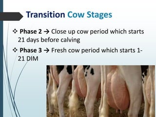 Transition cow management | PPTX