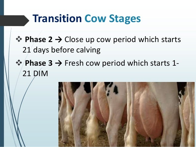 Transition cow management