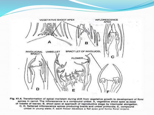 Transition of vegetative shoot apex into reproductive shoot | PPTX ...
