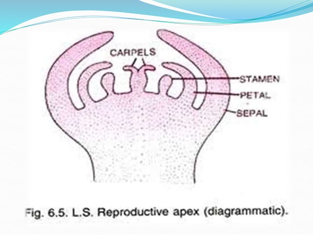 Transition of vegetative shoot apex into reproductive shoot | PPTX ...