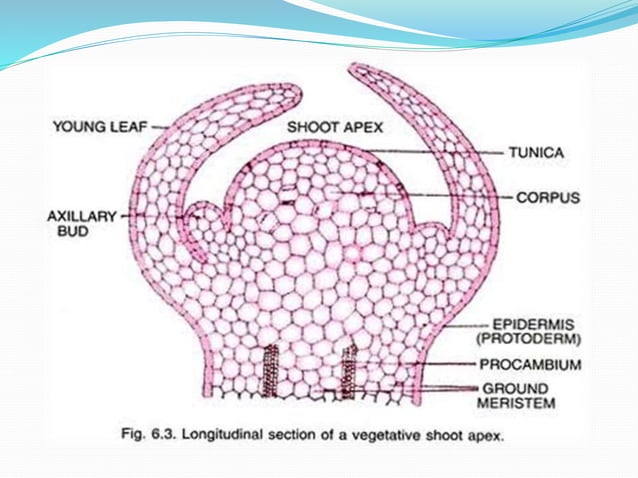 Transition of vegetative shoot apex into reproductive shoot | PPTX ...