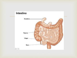 Transito intestinal | PPTX