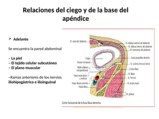 transito intestinal, es un estudio de radiología | PPTX