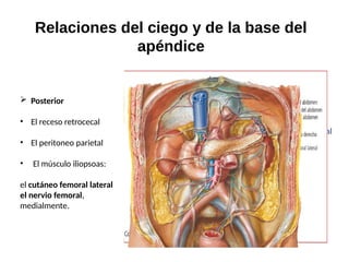 transito intestinal, es un estudio de radiología | PPTX