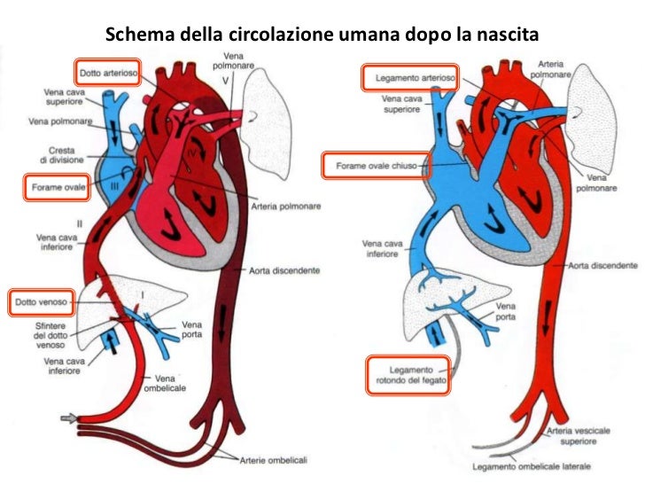 Transizione feto neonatale dell'app cardiocirc e resp