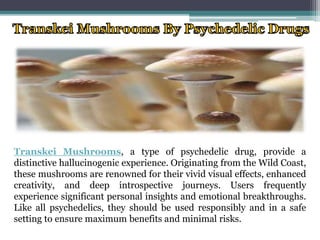 Best Transkei Mushrooms By Psychedelic Drugs | PPT