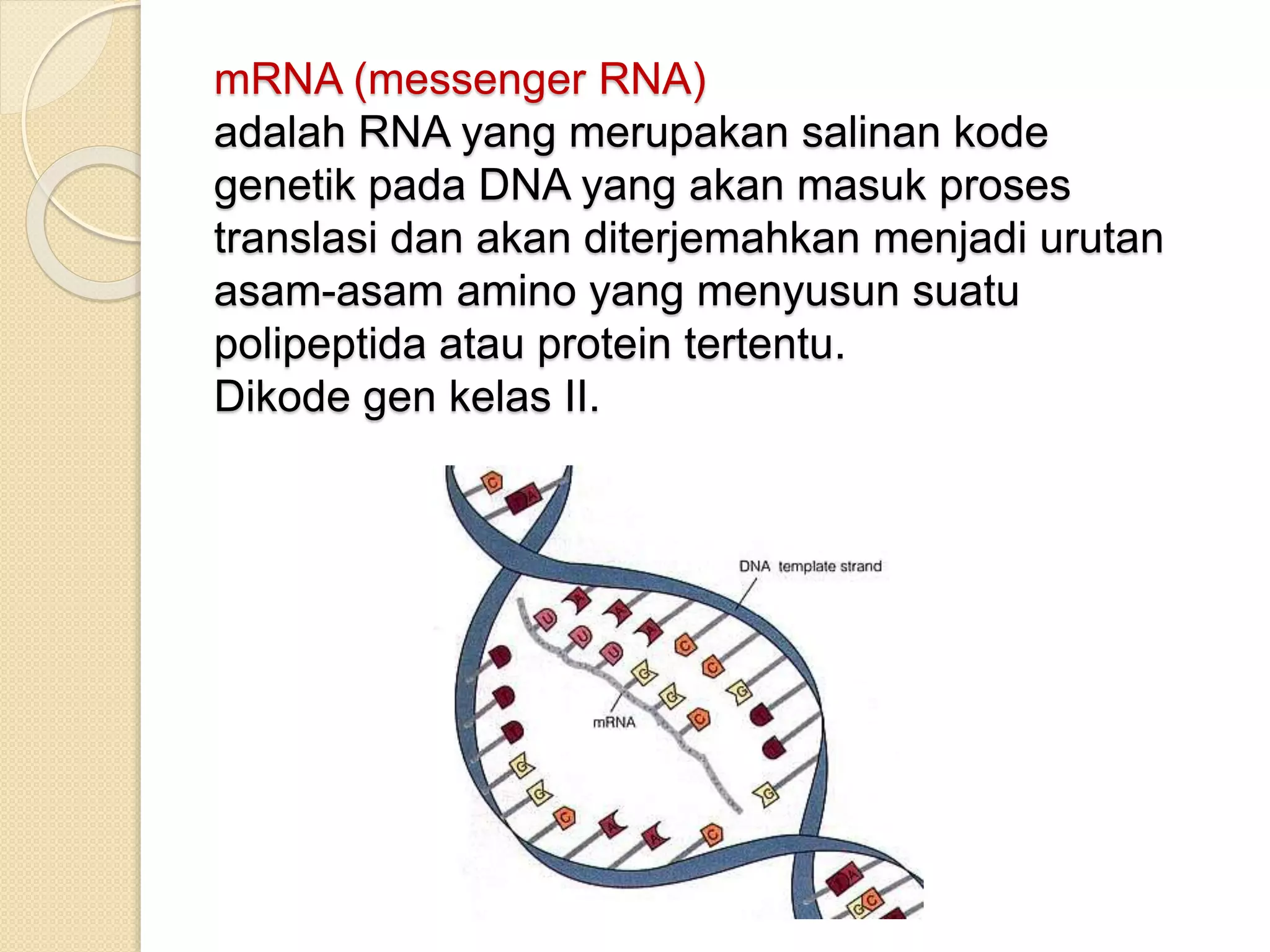 Transkripsi & Translasi | PPTX