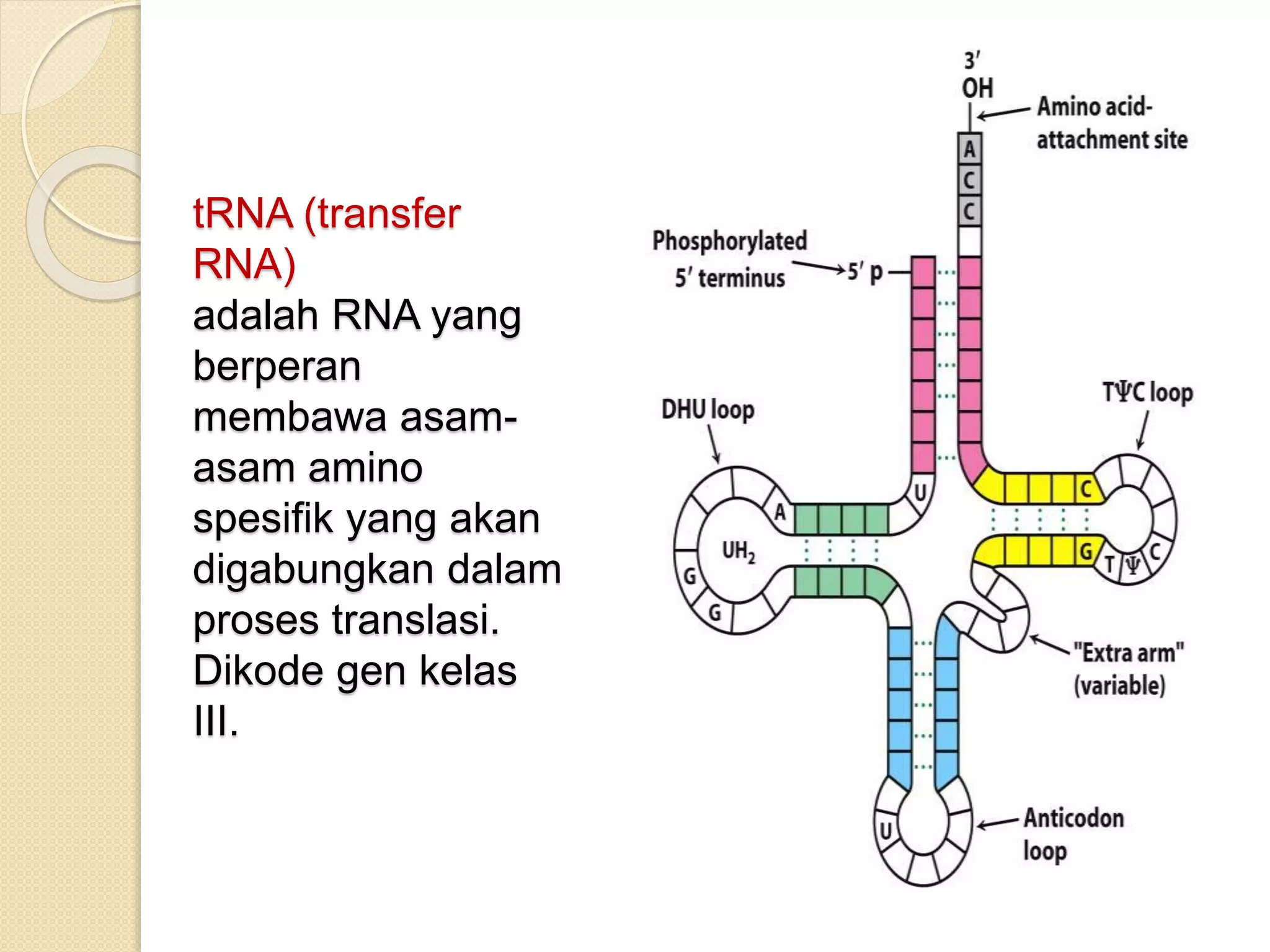 Transkripsi & Translasi | PPTX