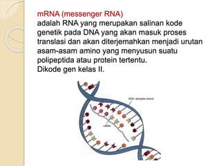 Transkripsi & Translasi | PPTX