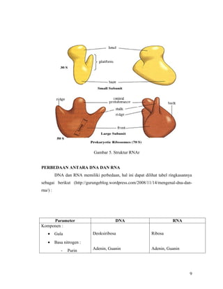 Transkripsi, translasi dan replikasi | DOC