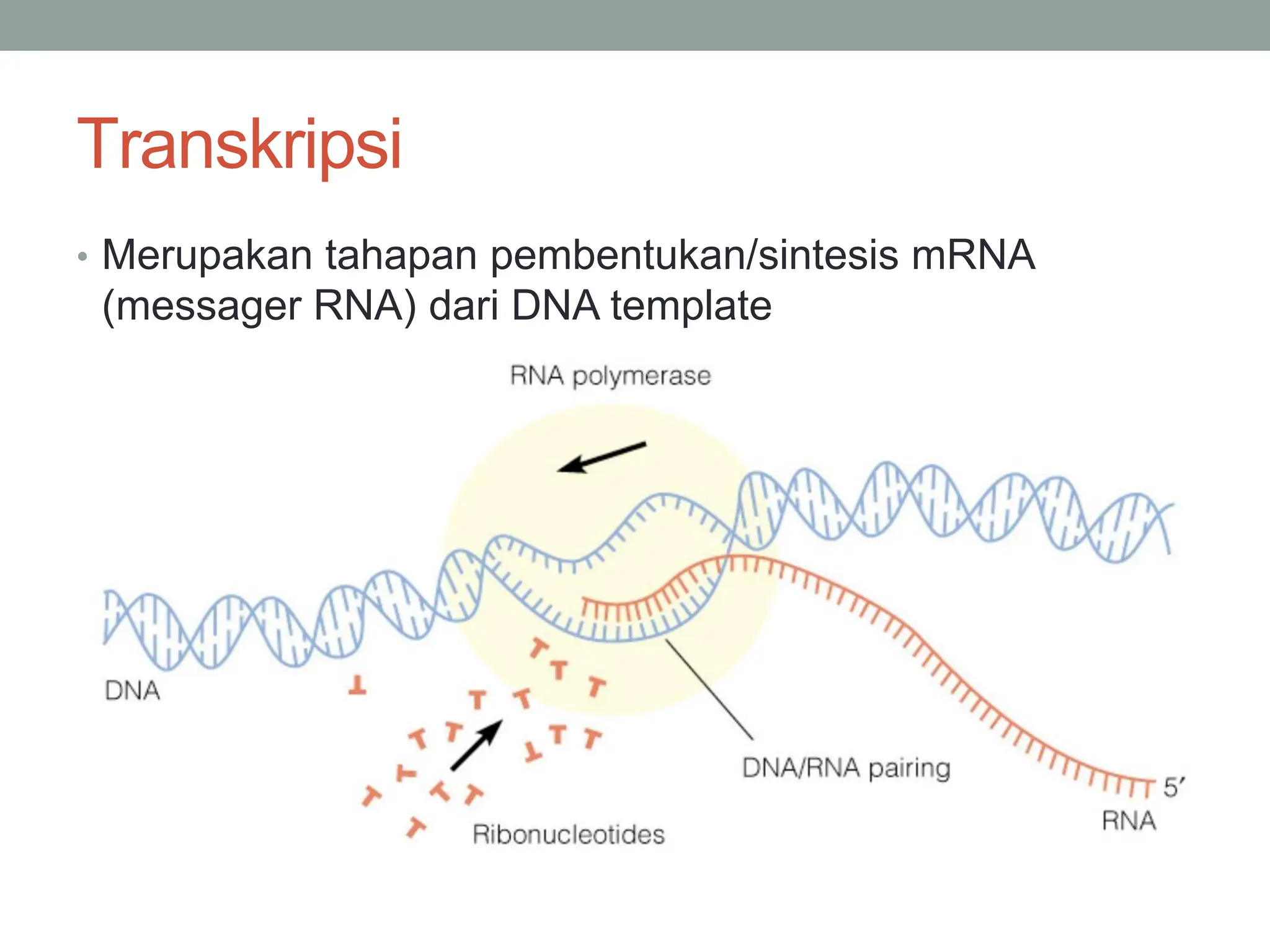 TRANSKRIPSI TRANSLASI DNA OK.pdf
