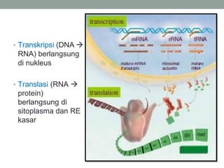 TRANSKRIPSI TRANSLASI DNA OK.pdf