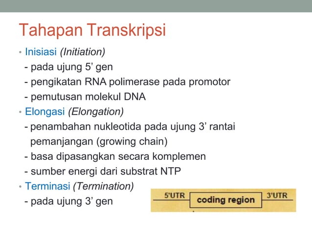 TRANSKRIPSI TRANSLASI DNA OK.pdf