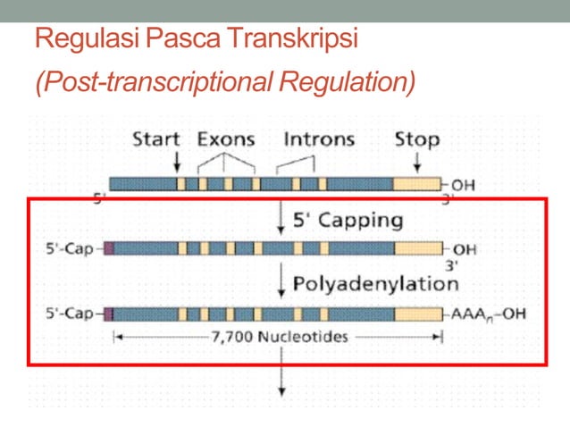 TRANSKRIPSI TRANSLASI DNA OK.pdf