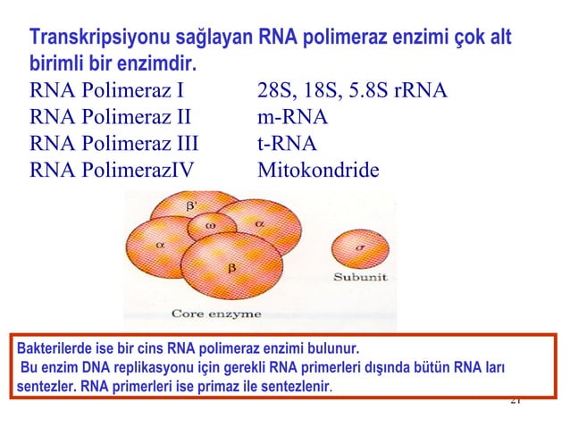 Transkripsiyon | PPT