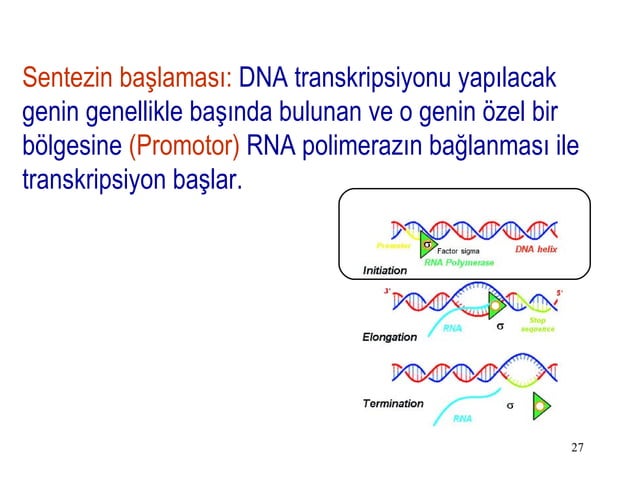 Transkripsiyon | PPT