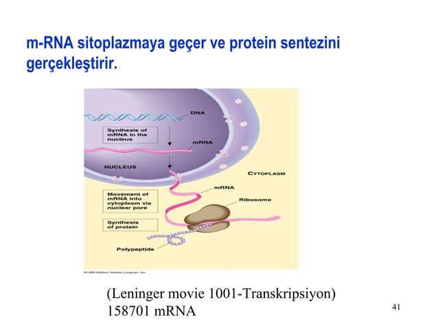 Transkripsiyon | PPT